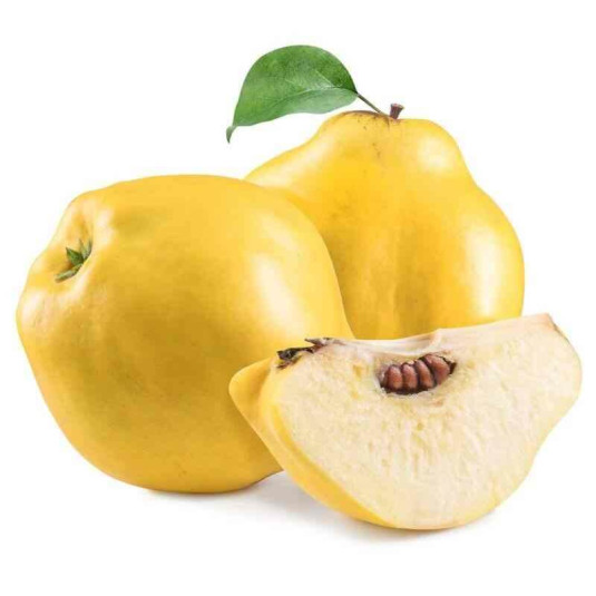 Cydonia oblonga 'Champion' - Vente Cognassier ancien auto-fertile à ...