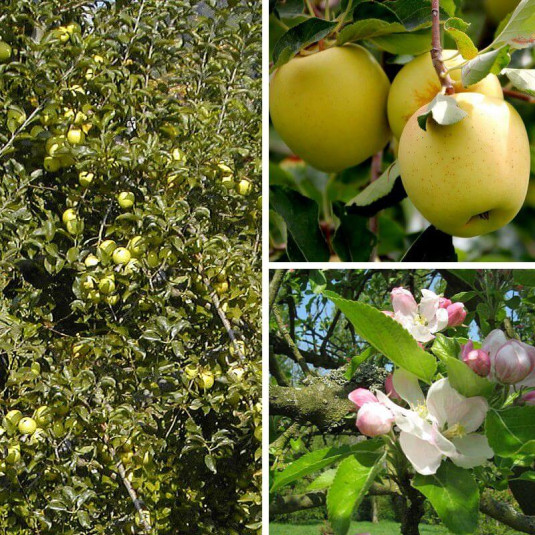 Pommier 'Golden' - Vente Malus communis jaune