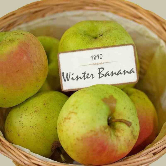 Pommier - Malus communis domestica - Achat en ligne