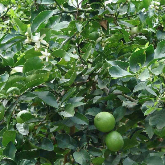 Petit Citron Vert Amer