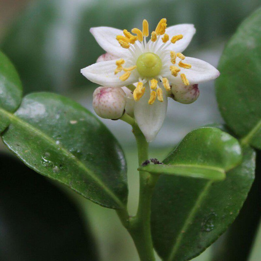 Combava - Vente Citrus hystrix - Citron combera - Lime grumeleuse