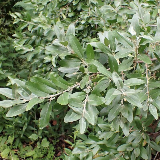 Shepherdia argentea – Shépherdie argentée | mesArbustes.com