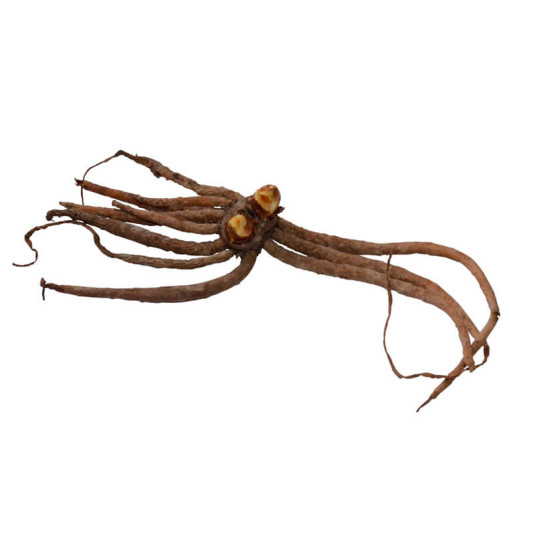 Eremurus bungei – Lis des steppes | mesArbustes.com