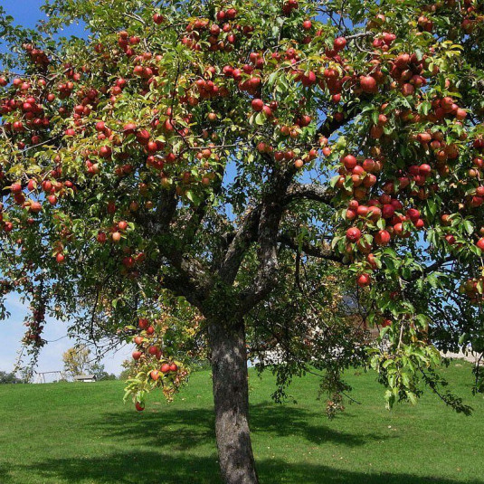 Pommier 'Idared' - Vente Malus domestica Rouge