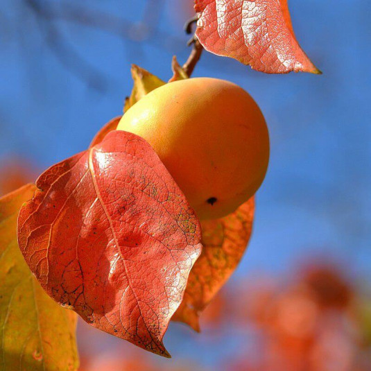 Diospyros Kaki 'Muscat' - Vente Kaki rouge du Japon - Plaqueminier