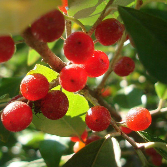Elaeagnus umbellata 'Amoroso' POINTILLA® - Eleagnus à fruits rouges