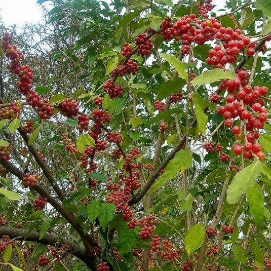 Elaeagnus umbellata 'Sweet'N'Sour' POINTILLA® - Eleagnus à baies rouges
