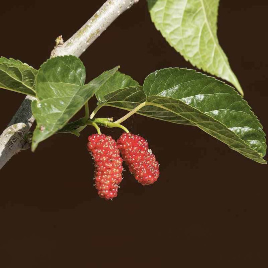 Mûrier à gros fruits rouges comestibles - Vente Morus 'Red No.2'