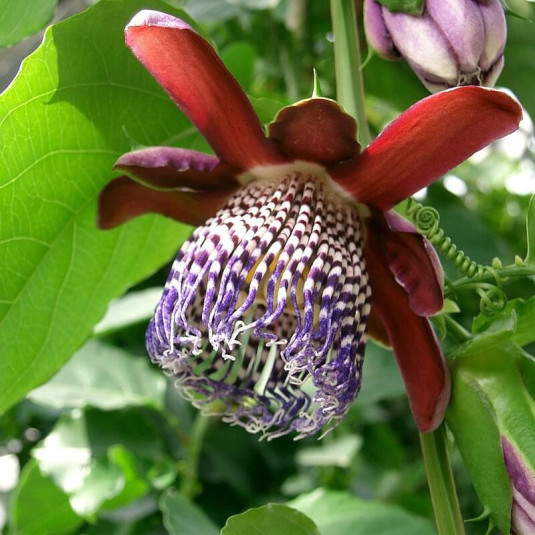 Fleur de la passion rouge - Vente Passiflora alata | mesArbustes.com