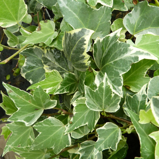 Lierre commun grimpant - Achat Hedera helix 'White Ripple'
