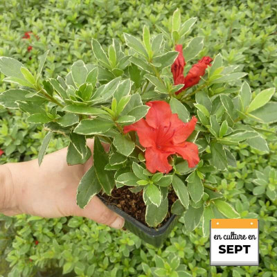 Azalée japonaise panachée persistante rouge - Vente Azalea japonica ...