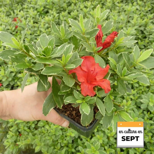 Azalée japonaise panachée persistante rouge - Vente Azalea japonica ...
