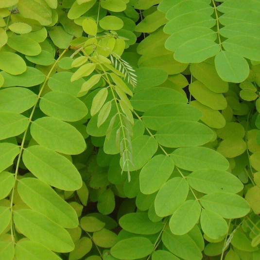 Robinia pseudoacacia - Vente Robinier faux Acacia