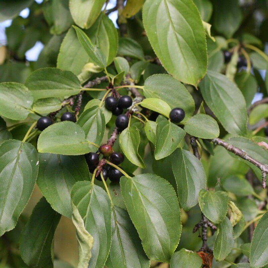 Vente Rhamnus cathartica - Nerprun purgatif | mesArbustes.com