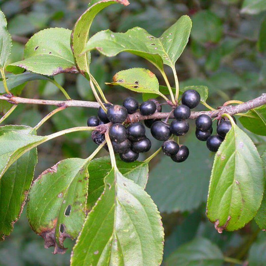 Vente Rhamnus cathartica - Nerprun purgatif | mesArbustes.com