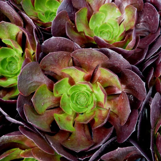 Semponium Surreal® 'Destiny' – Grande rosette pourpre-vert