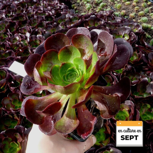 Semponium Surreal® 'Destiny' – Grande rosette pourpre-vert