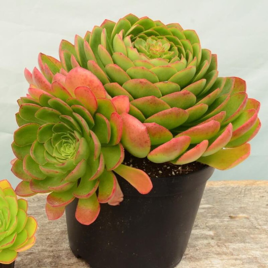 Semponium Surreal® 'Diamond' – Grande rosette verte à bord rouge-orangé
