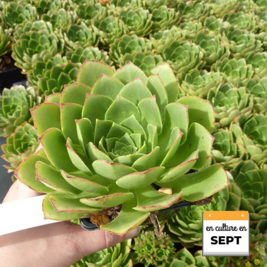 Semponium Surreal® 'Diamond' – Grande rosette verte à bord rouge-orangé