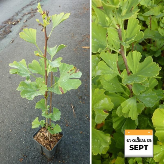 Ginkgo biloba 'Menhir' - Vente Arbre aux 40 écus colonnaire ...