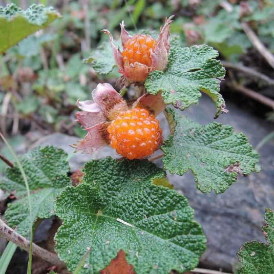 Framboisier rampant de Taïwan - Vente Rubus hayata-koidzumii