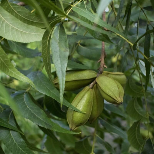 Pacanier 'Mahan' - Noix de Pécan - Caryer plant - Vente Carya illinoinensis