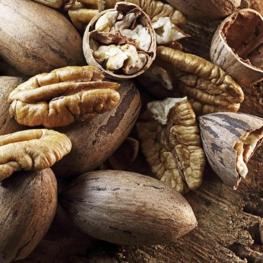 Pacanier 'Mahan' - Noix de Pécan - Caryer plant - Vente Carya illinoinensis