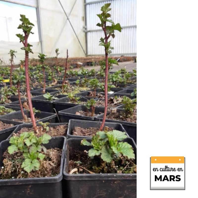Rubus pectinarioides 'Hara' | mesArbustes.com