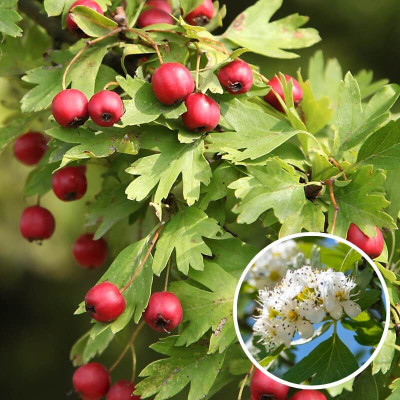Crataegus Azarolus - Azérolier vrai | mesArbustes.com