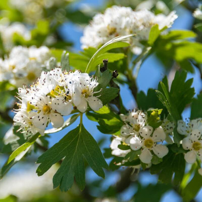 Crataegus Azarolus - Azérolier vrai | mesArbustes.com