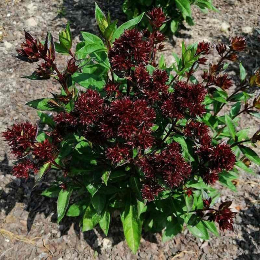 Phlox paniculata 'Blind Lion'® à bractées noires et fleurs pourpres qui ...