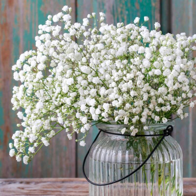Gypsophila paniculata 'Bristol fairy' - Gypsophile | mesArbustes.com