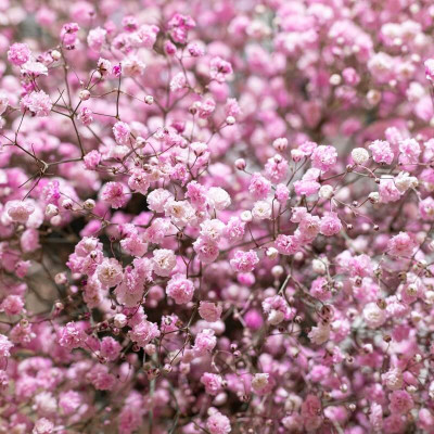 Gypsophila paniculata - Gypsophile | mesArbustes.com