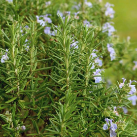 Rosmarin officinal 'Blue Winter' - Vente Romarinus officinalis