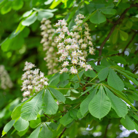 Aesculus hippocastanum - Marronnier commun | mesArbustes.com