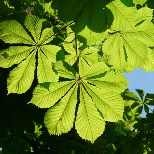 Aesculus hippocastanum - Marronnier commun | mesArbustes.com