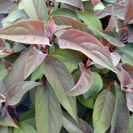 Hydrangea aspera 'Hot chocolate' - Vente Hortensia velu