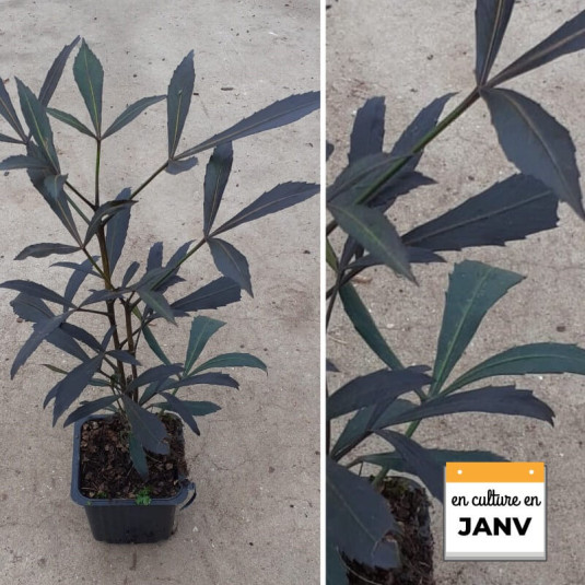Pseudopanax lessonii 'Dark Star' | mesArbustes.com