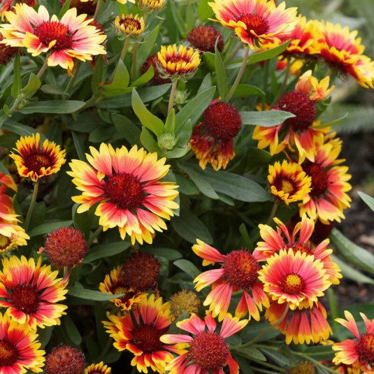 Gaillarde bicolore - Vente Gaillardia 'Kobold'