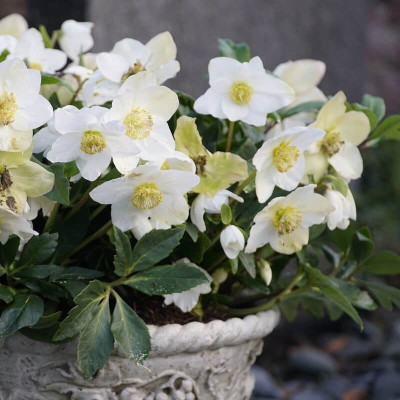 Hellébore noire – Rose de Noël - Vente Helleborus niger
