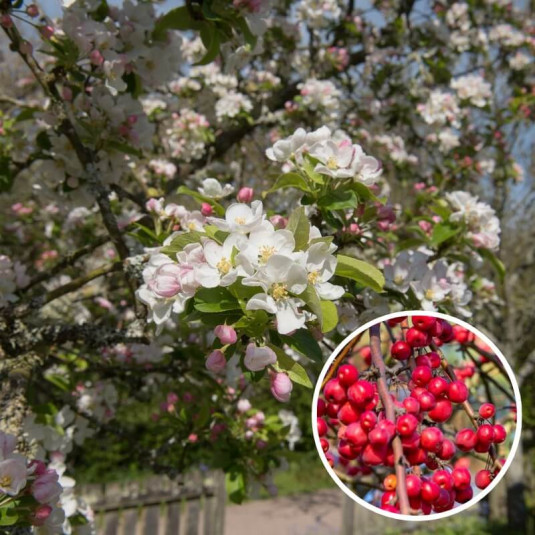 Pommier à fleurs fruits rouges abondants - Vente Malus 'Red Sentinel'