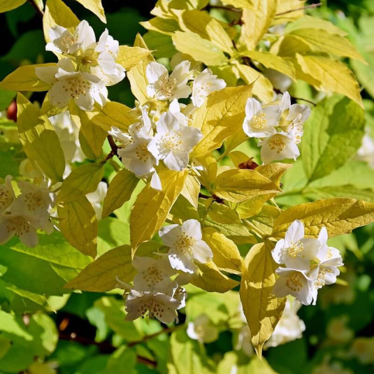 Philadelphus coronarius 'Aureus' - Vente Seringat doré