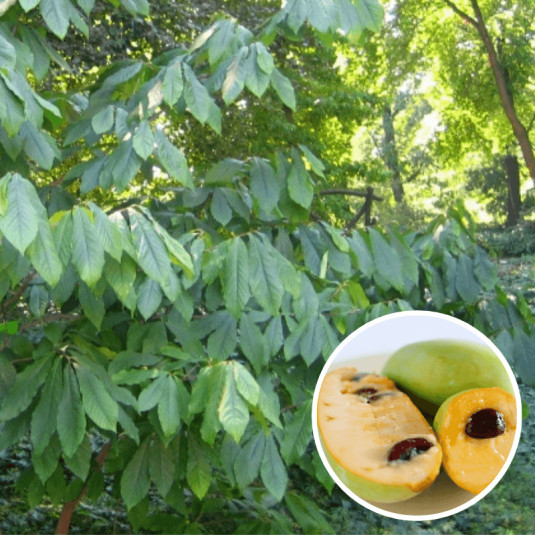 Asiminier 'Mitchell' - Vente PawPaw - Asimina triloba à gros fruits jaunes