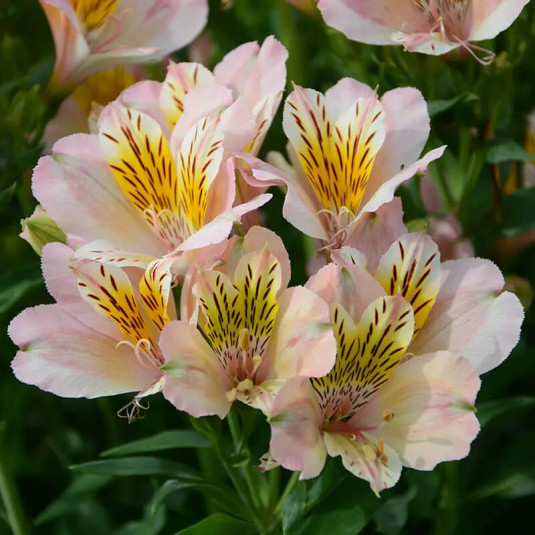 Alstrœmères rose pâle à coeur jaune - Vente Alstroemeria ‘Junon’ - Lis ...