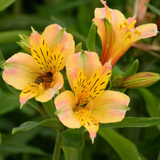 Alstrœmères - Vente Alstroemeria - Achat jeunes plants