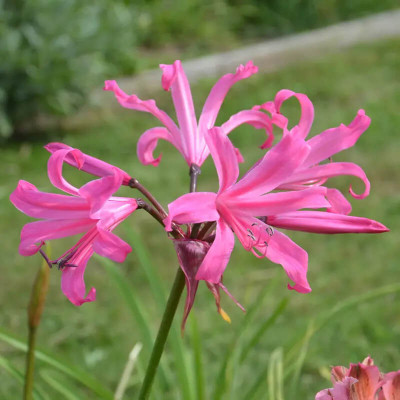 Amarine bellavida 'Anastasia' - Nérine hybride rose | mesArbustes.com