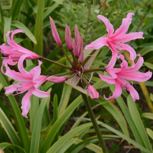 Amarine bellavida 'Aphrodite' - Nérine hybride rose | mesArbustes.com