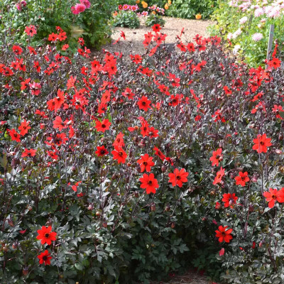 Dahlia cactus 'Pampa' – Dahlia jaune citron | mesArbustes.com