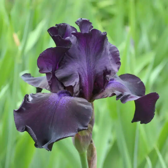 Iris germanica 'Black night' - Iris des jardins noir | mesArbustes.com