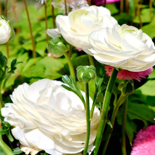 Renoncule des fleuristes blanche - bulbe | mesArbustes.com